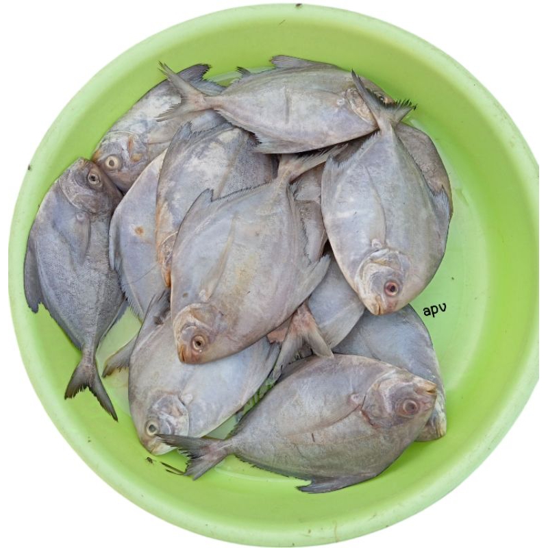 Jual ikan dorang segar fresh 1 kg | Shopee Indonesia
