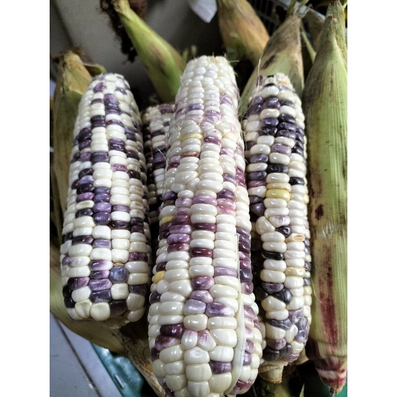 Jual Jagung Ketan Putih Ungu | Jagung Batik | Shopee Indonesia