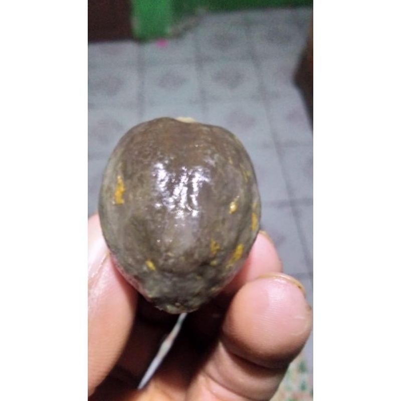 Jual Muncang Adu Jayanti Entog | Shopee Indonesia