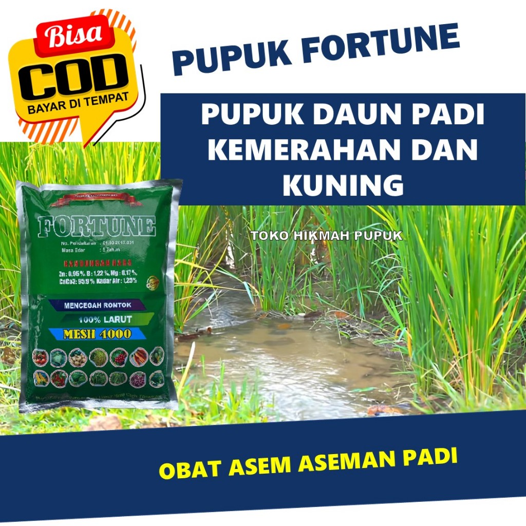 Jual Pupuk Daun Padi Kuning dan Kemerahan Paling Bagus FORTUNE ...