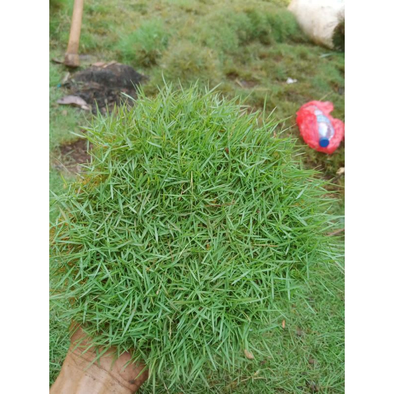 Jual MURAH rumput jepang atau Peking UK 1LEMPNGAN | Shopee Indonesia