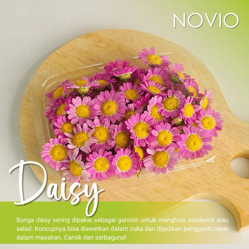 Jual Bunga Daisy / Edible Flower / Fresh | Shopee Indonesia