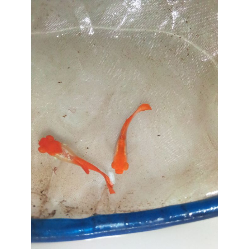 Jual Hiasan Aquarium Ikan Guppy ,Bubble Eye,albino platinum Koi /platinum koi ( 1 paket isi 3 ...