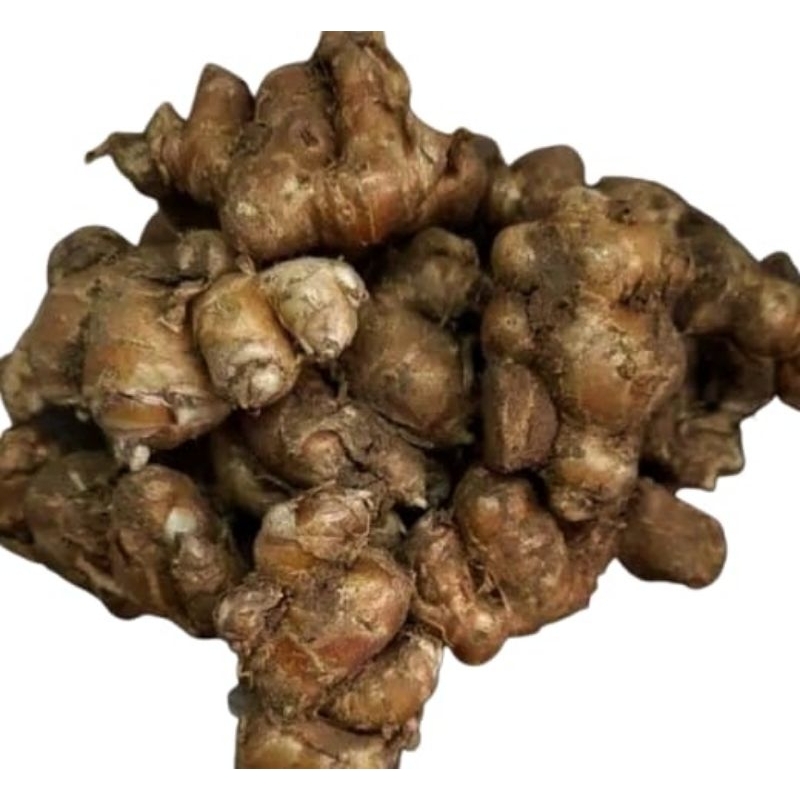 Jual kencur segar 1kg kencur asli bumbu seblak | Shopee Indonesia