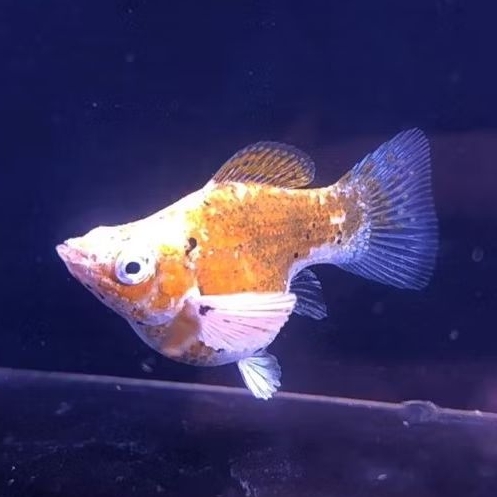 Jual Ikan Molly Calico Ballon Roundtail (Paket 5 Ekor) | Shopee Indonesia