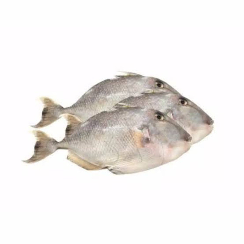 Jual Ikan Etong Fresh 1kg Ikan Ayam Ayam Ikan Jebong Ikan Kambing 1kg ...