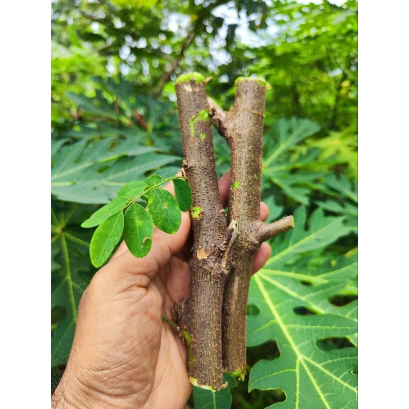 Jual bibit indigofera stek batang isi 25 batang | Shopee Indonesia