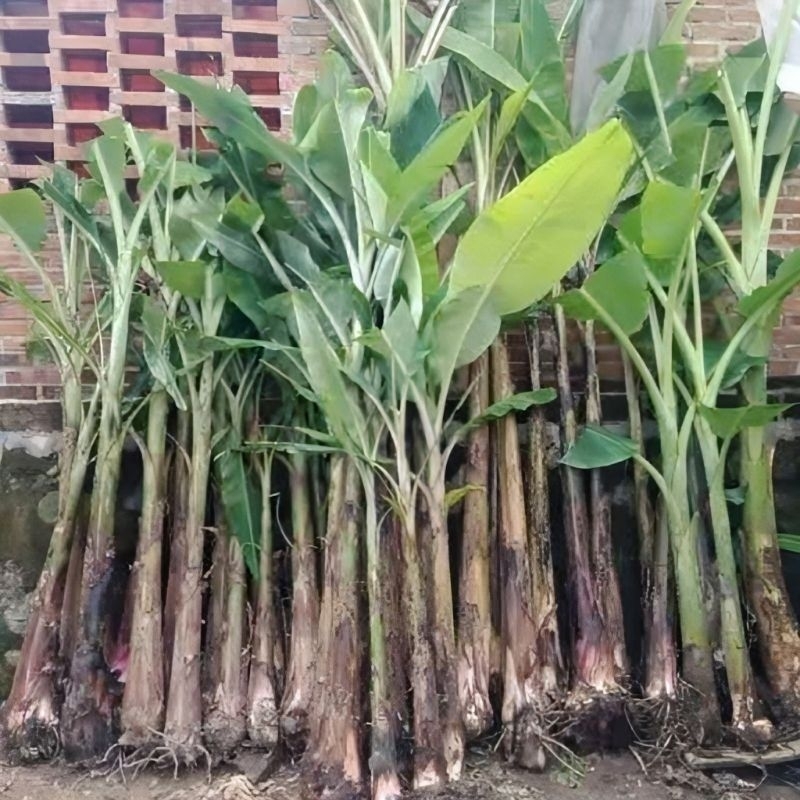 Jual Bibit Pisang Raja Bulu super siap tanam/bonggol pohon pinang ...