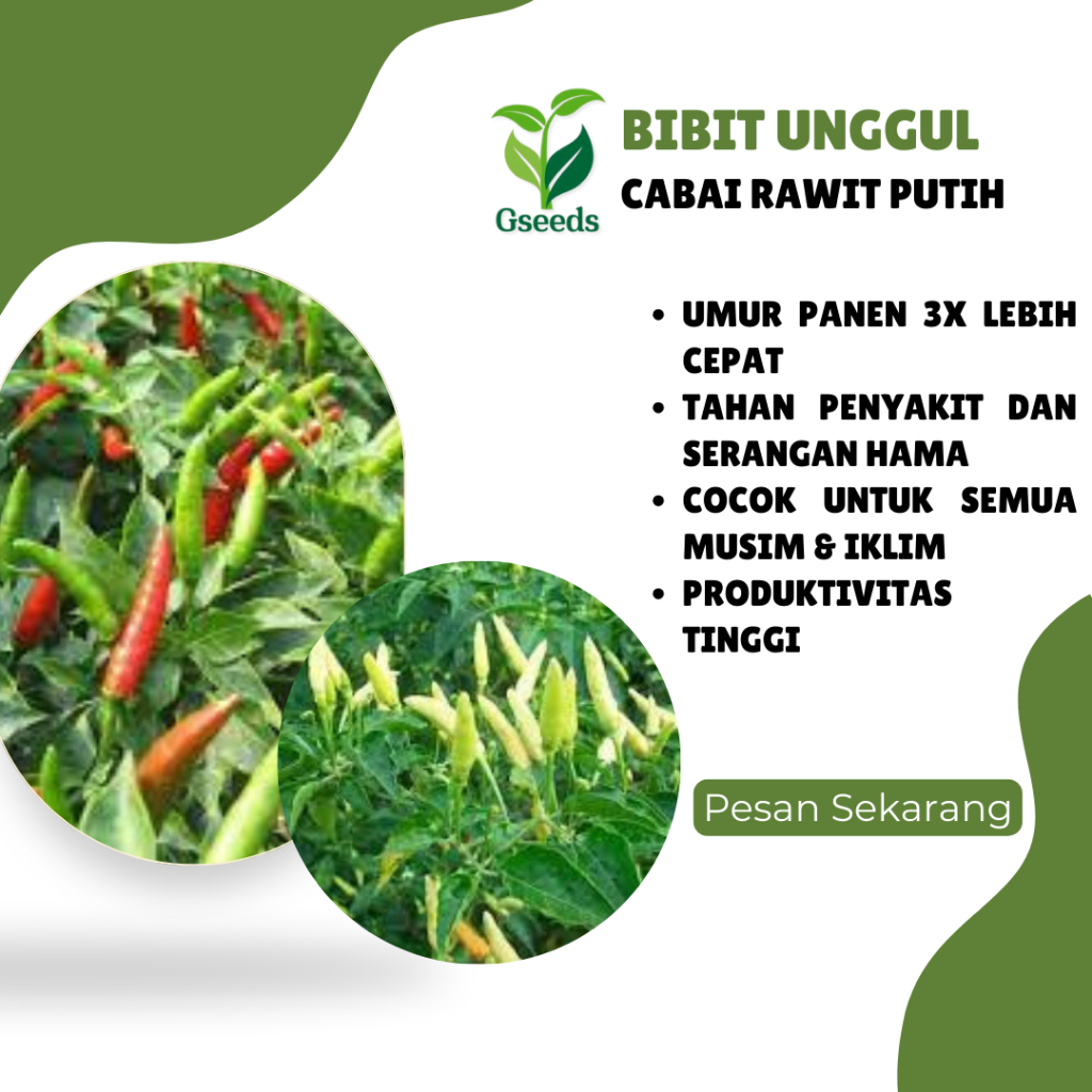 Jual Gseeds -/+ 35 Benih Unggul Cabai Rawits Putih | Benih Cabe Rawit Putih Merunduk | Cabai ...