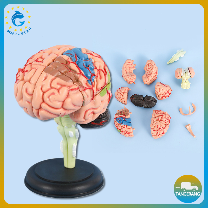 Jual Human Brain Model For Teaching-Brain Anatomy Model 4D Dapat ...