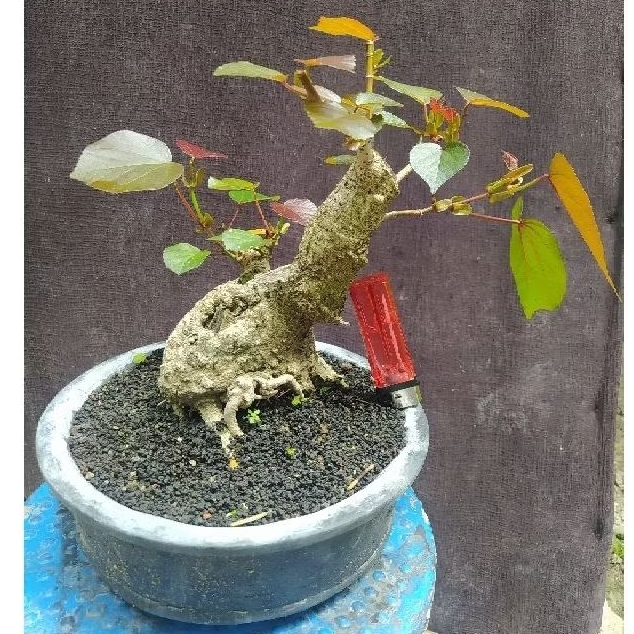 Jual bonsai waru lokal sambung waru merah realpict | Shopee Indonesia