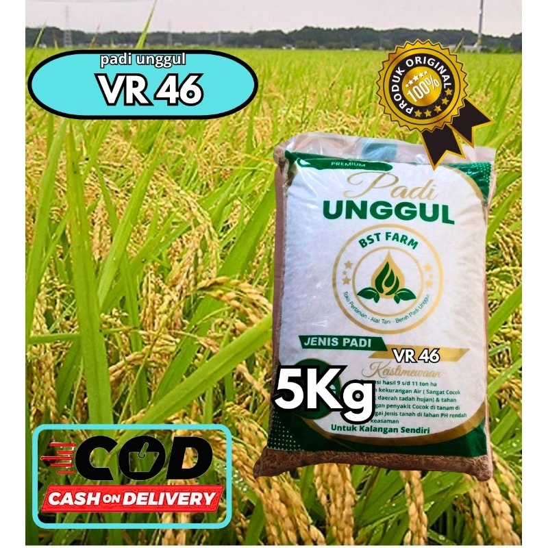 Jual PADI UNGGUL VR 46 PADI UNGGUL BERKUALITAS TINGGI VR46 KEMASAN 5KG ...