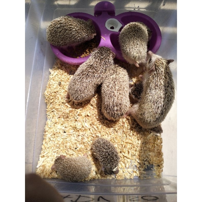 Jual Landak Mini | Shopee Indonesia