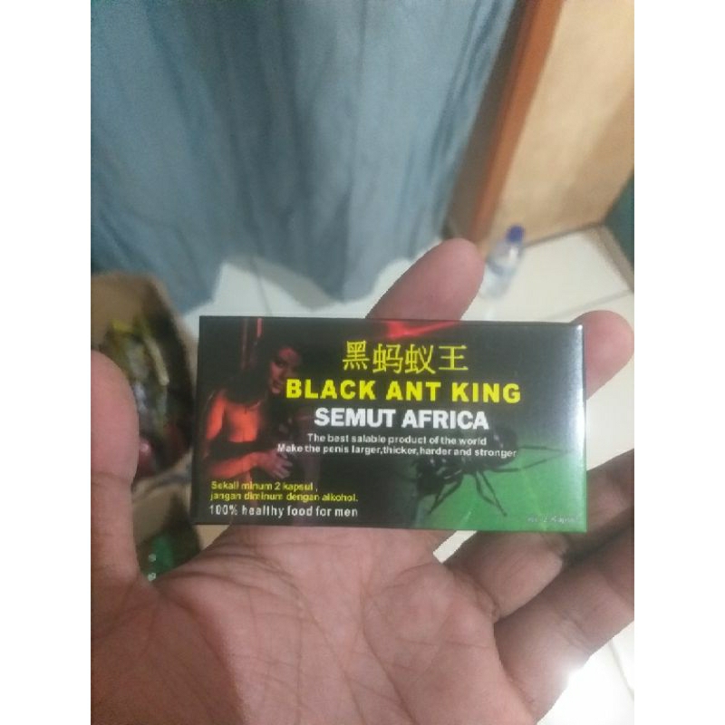 Jual BLACK ANT KING SEMUT AFRICA | Shopee Indonesia