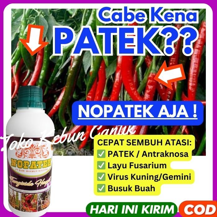 Jual NOPATEK Fungisida Hayati Organik untuk Tanaman Sayuran Padi, Cabe ...