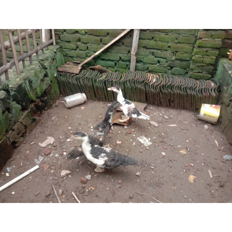 Jual Entok rambon usia 3 bulan 3 ekor (1 jantan 2 betina) | Shopee ...