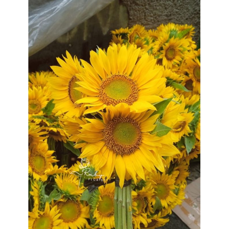 Jual Bunga Potong Sunflower Lokal/Fresh Flower/Bunga Segar/Fresh Cut ...