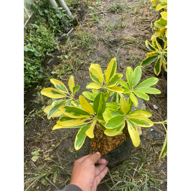 Jual walisongo varigata (Heptapleurum actinophyllum) - Tanaman hias ...