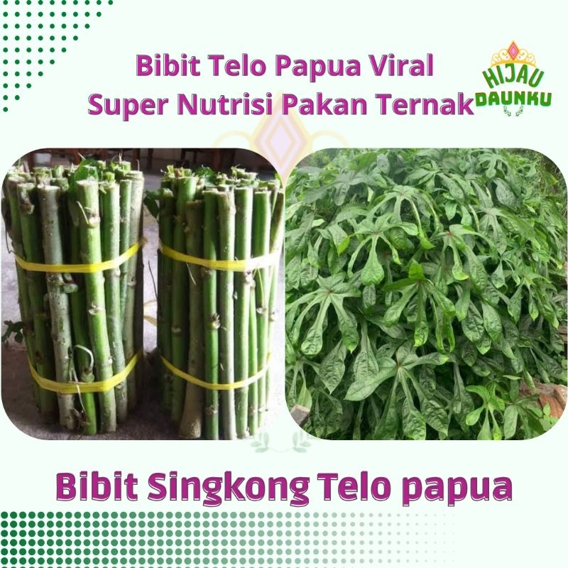 Jual Bibit Singkong Telo Papua 1kg Panjang -+25cm Untuk Pakan Ternak ...