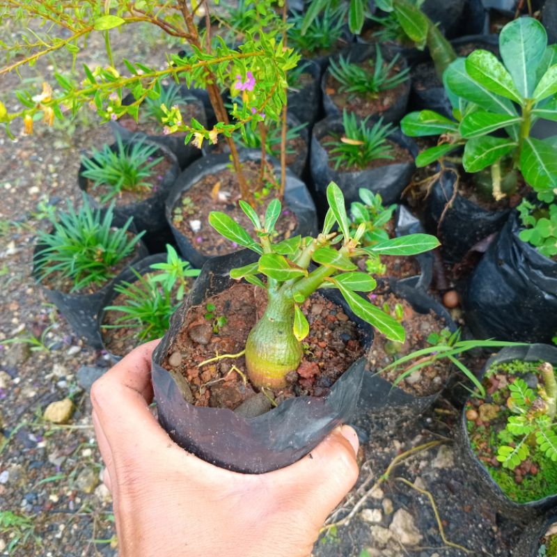 Jual Bibit adenium kamboja jepang bunga random | Shopee Indonesia
