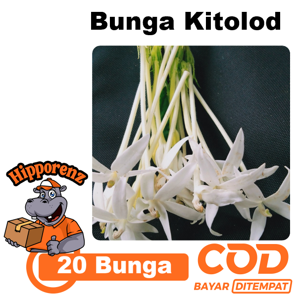Jual Bunga Kitolod Per 20 Pcs | Shopee Indonesia