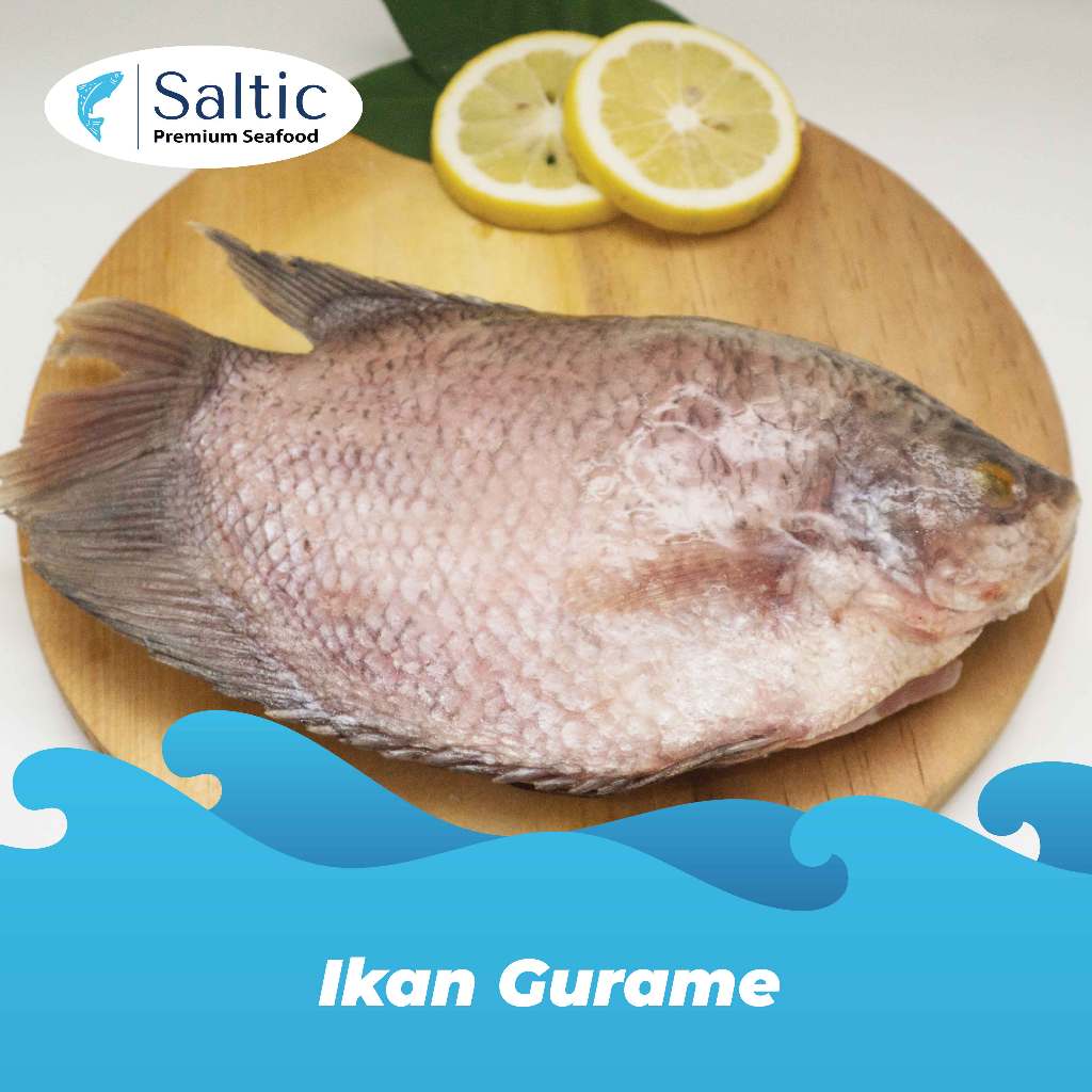 Jual Ikan Gurame Frozen (300-400 gr) - SALTIC | Shopee Indonesia