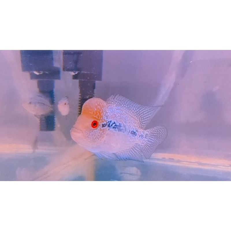 Jual Anakan Ikan Louhan Golden Base Cencu 3 cm | Shopee Indonesia