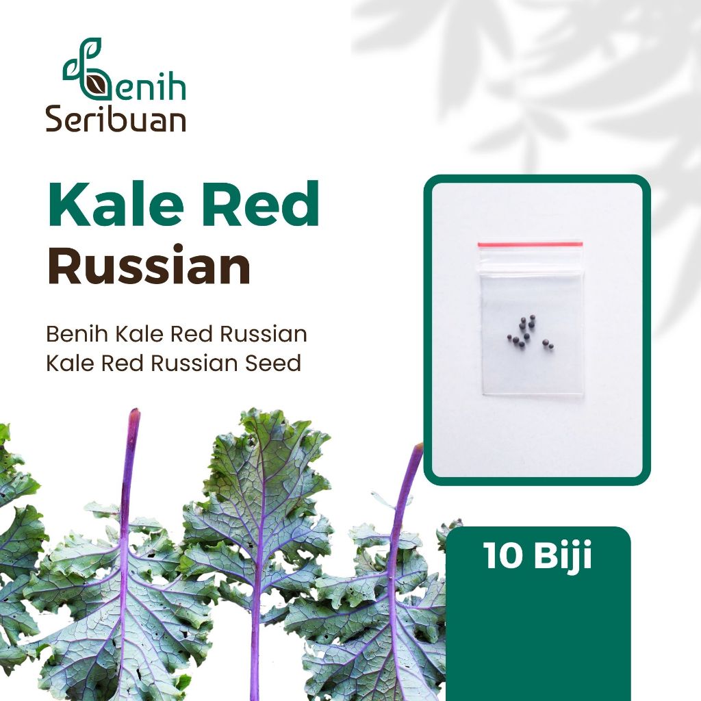 Jual 10 Bibit Kale Red Russian Seed Benih Sayuran Kale Red Ursa Super ...