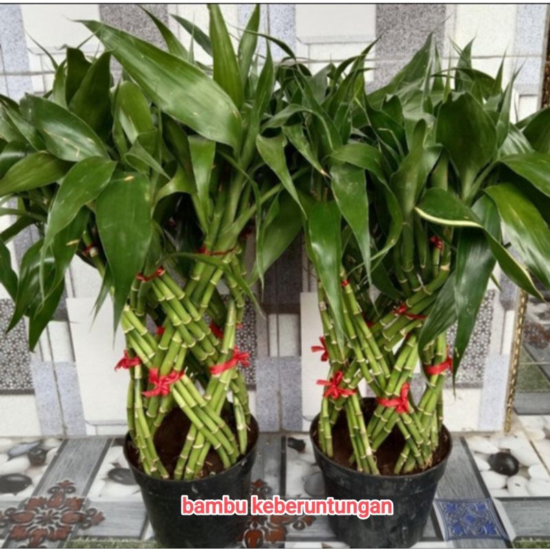 Jual Bambu Hoki kepang, bambu keberuntungan,siap pajang | Shopee Indonesia