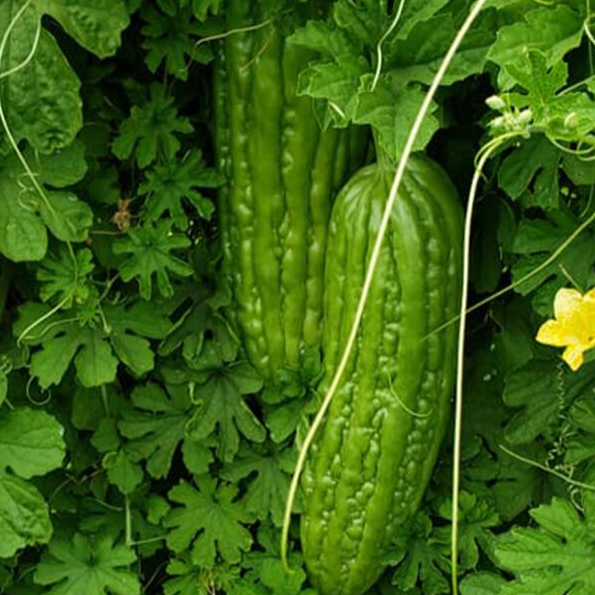 Jual [1 KG ] Sayuran Pare Segar Fresh | Shopee Indonesia