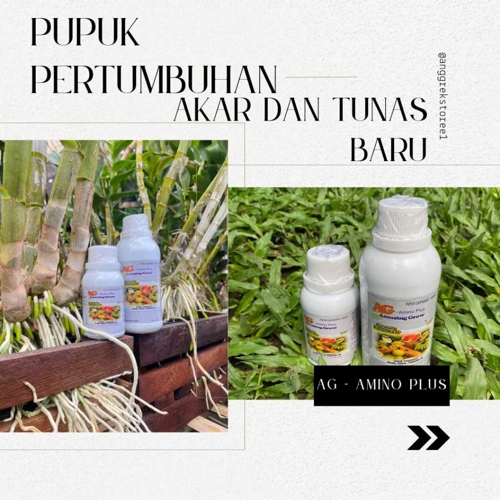 Jual Rahasia Akar Lebat dan Tunas Baru Anggrek - Pupuk Akar dan Tunas ...