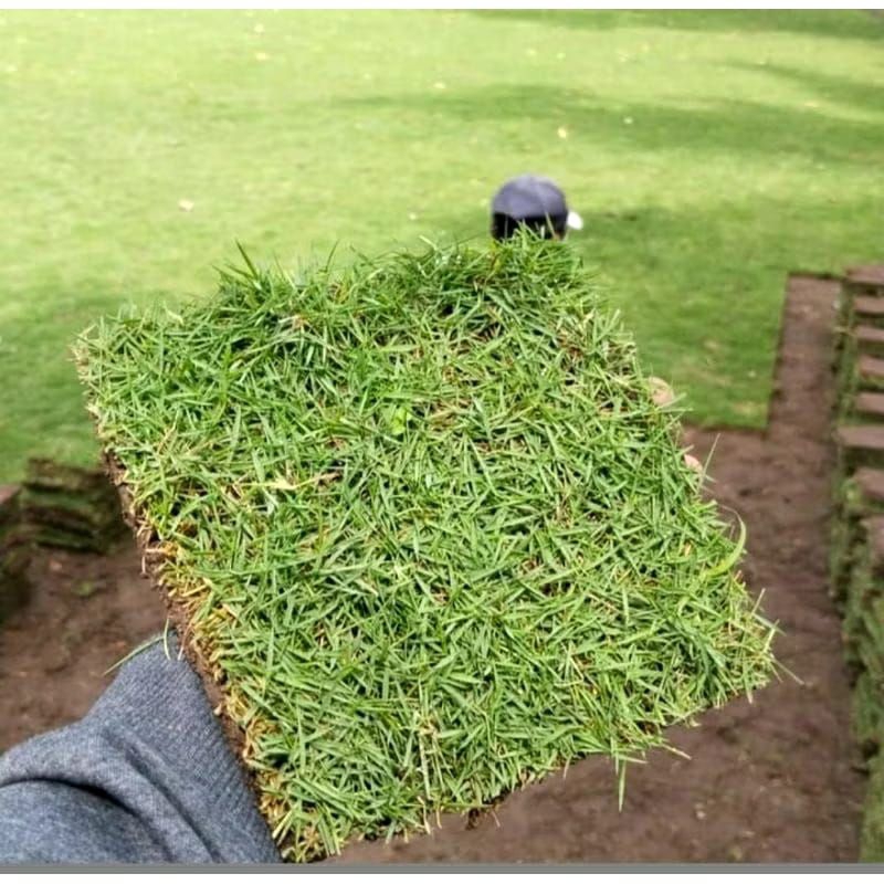 Jual Rumput Peking Ukuran 20 × 15 Cm - Rumput Jepang Sudah Berakar ...
