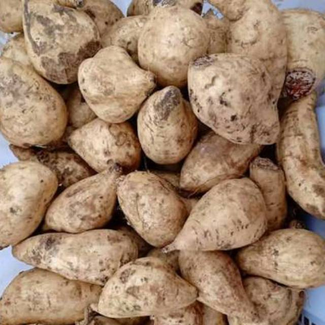 Jual UBI PUTIH JALAR 1 KG | Shopee Indonesia