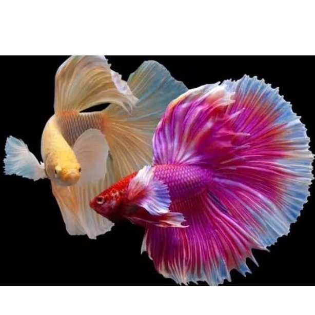 Jual Paket cupang half moon hm kipas | Shopee Indonesia