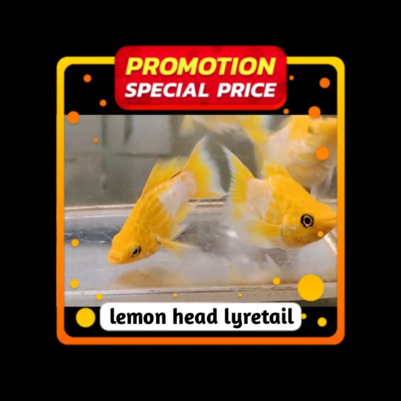 Jual molly lemon head lyretail 1pair ornament akuarium | Shopee Indonesia