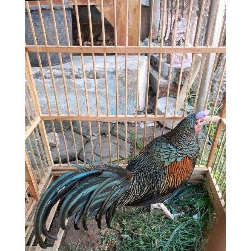 Jual Redy jaring jumbo Ayam hutan benang 0.30 bagus berkuwalitas ulet ...