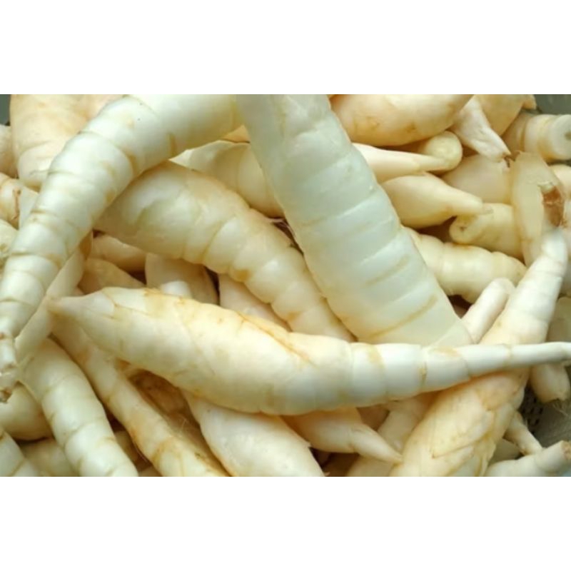 Jual Umbi Garut/sagu fresh 1kg | Shopee Indonesia