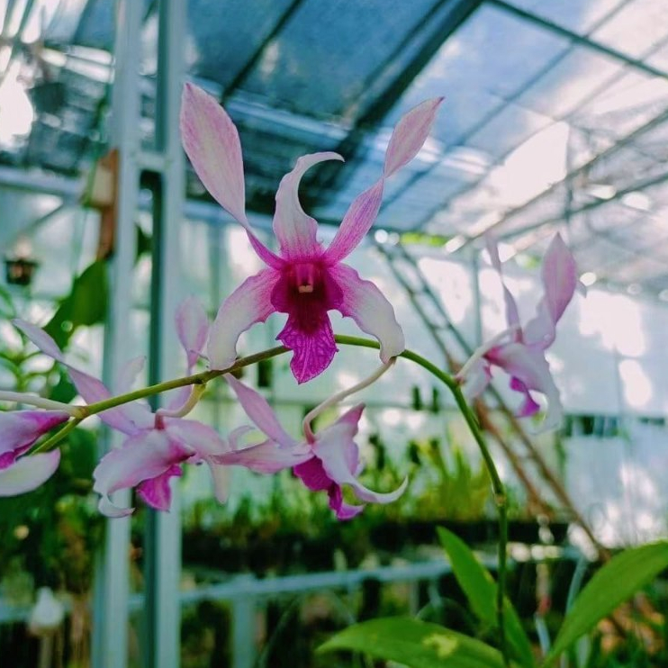 Jual Dendrobium Anggrek Stratiotes x Mesangnil | Shopee Indonesia