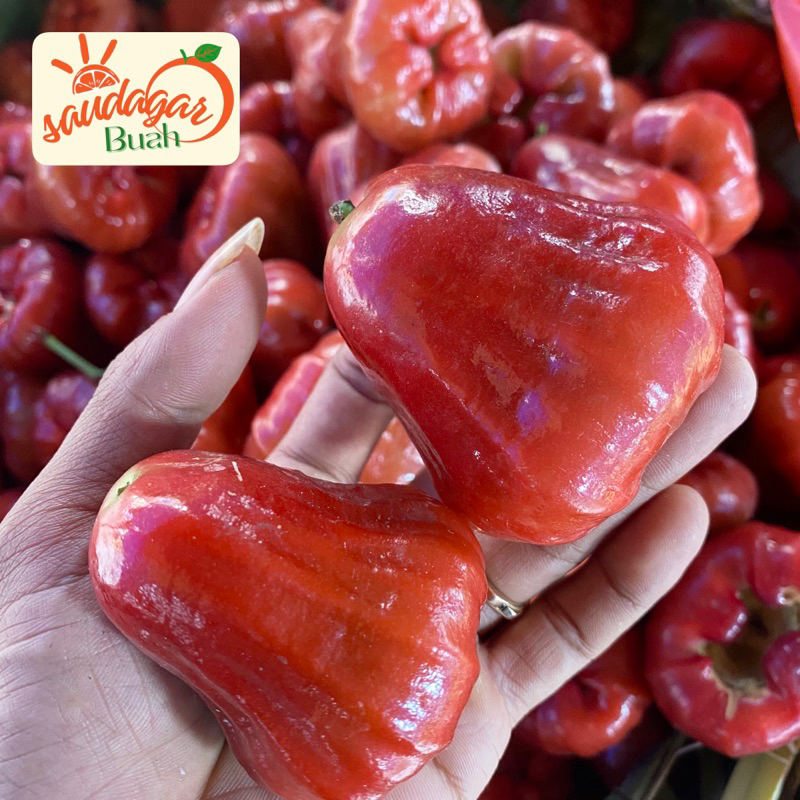 Jual BUAH JAMBU AIR MERAH JAMBU AIR CINCALO MERAH 1KG | Shopee Indonesia
