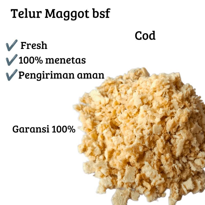 Jual Telur Maggot BSF 1gram 100% menetas | Shopee Indonesia