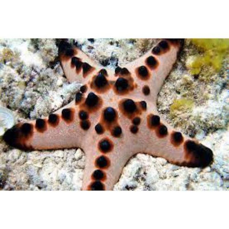 Jual bintang laut jendral jenderal chocolate chip starfish star fish ...