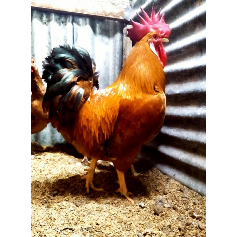 Jual telur tetas merawang 10 butir | Shopee Indonesia