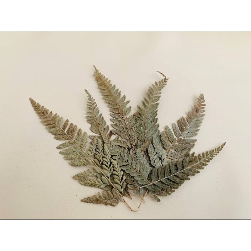 Jual Daun pakis kering/Daun Hias | Shopee Indonesia