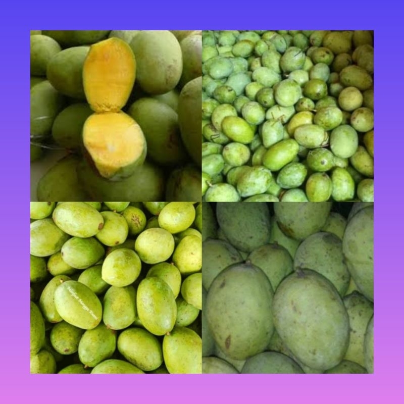 Jual Buah mangga kweni 1 kg segar | Mangga kaweni fresh 1 kg | Mangga ...