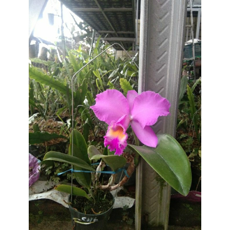 Jual Anggrek Cattleya Dewasa Hibrida Bunga ungu wangi | Shopee Indonesia