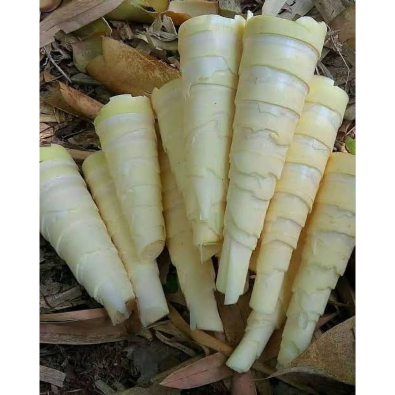 Jual Rebung / Bambu Muda / Tunas Bambu Fresh Baru Dipetik Untuk Sayur ...
