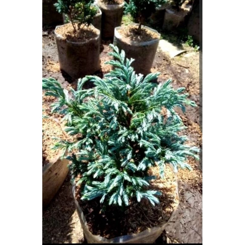 Jual Tanaman Cemara Perak Ukuran Besar Rimbun / Tanaman Cemara Silver ...