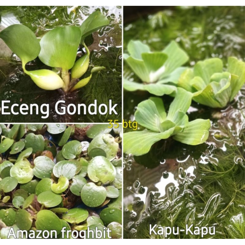 Jual Tanaman air Apung Paket 3 macam 35btg | Shopee Indonesia