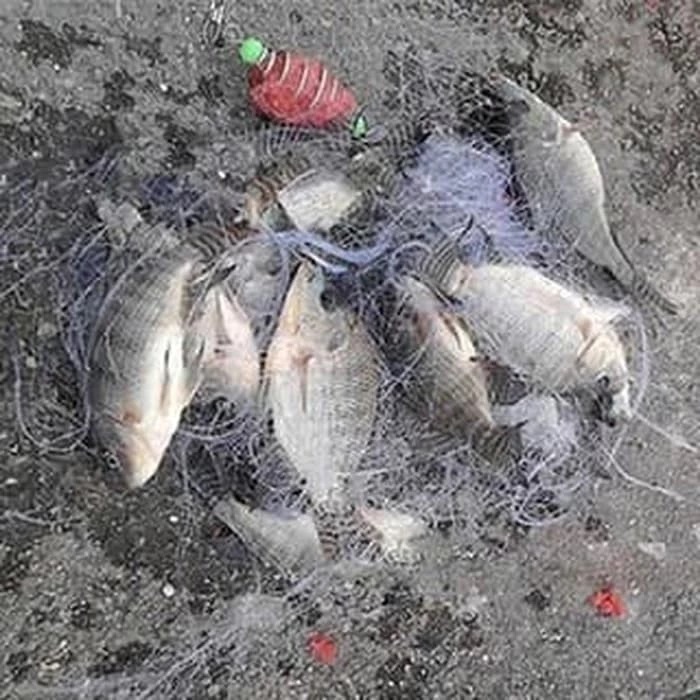 Jual Umpan Pancing Jaring Jala Ikan Net Spring Mata Bom Net Luminous ...