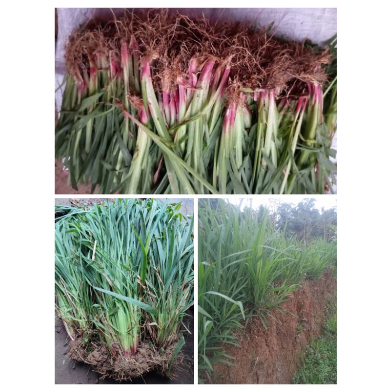Jual benih rumput satria/benih rumput/satria /demplot/pakan ternak ...